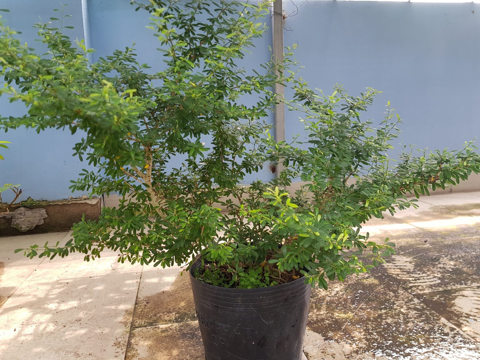 Linh sam lá rí 86 – Trung Tâm Cây Giống Sài Gòn