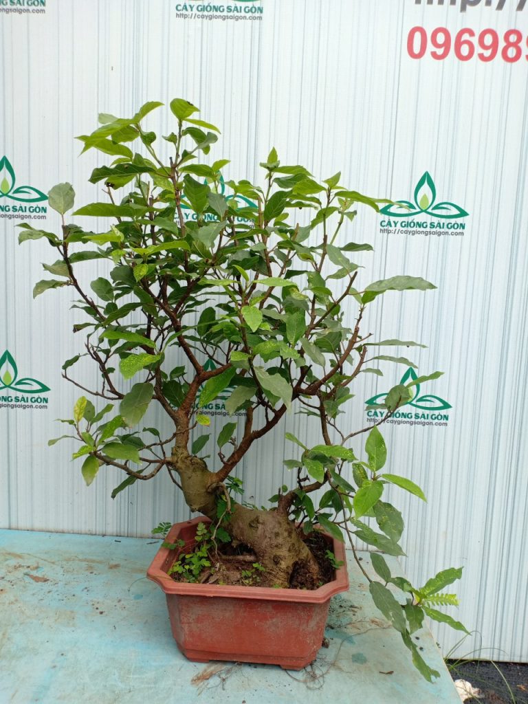 CÂY SUNG BONSAI - Trung Tâm Cây Giống Sài Gòn