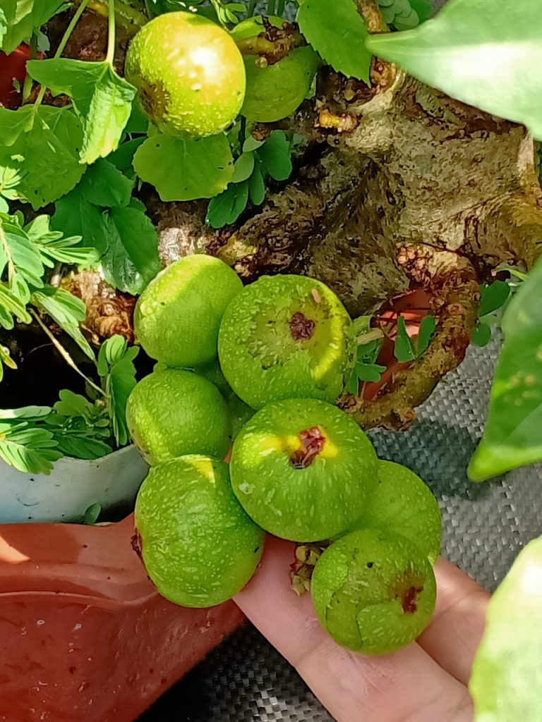 CÂY SUNG BONSAI - Trung Tâm Cây Giống Sài Gòn